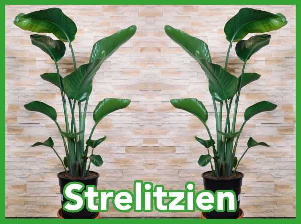 Strelitzien - Dein Shop für Rollrasen, Heckenpflanzen und die mediter