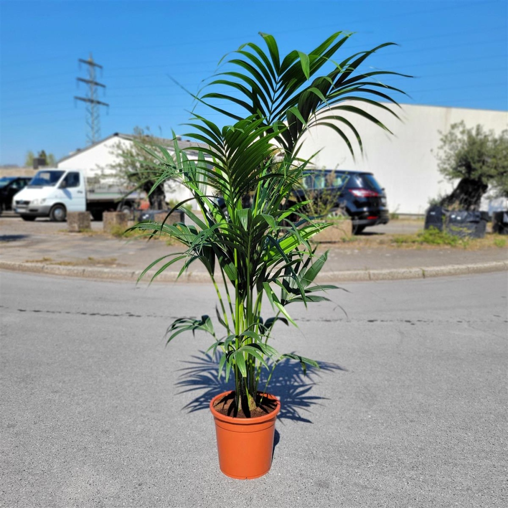 Kentia Palme Kaufen