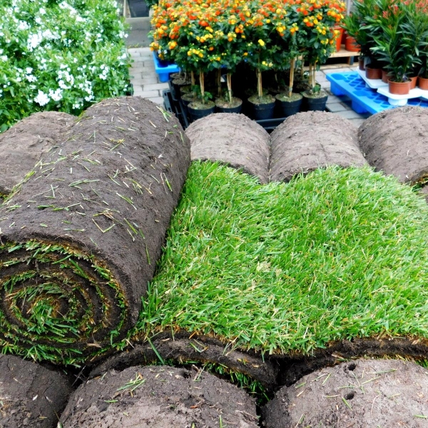 Premium Rollrasen für höchste Ansprüche | Pflanzenoase - Dein Shop fü