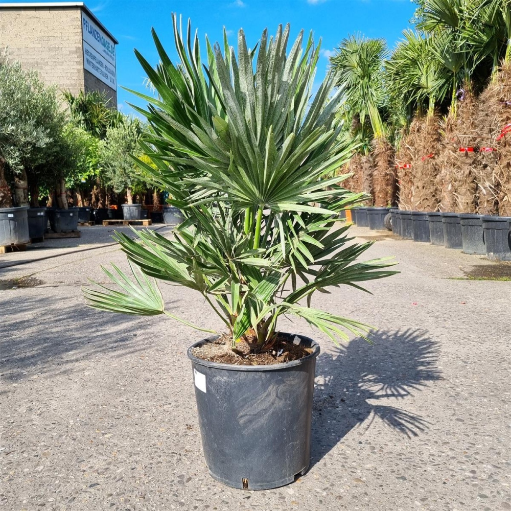 Chamaerops Humilis Vulcano kaufen bei Pflanzenoase.de