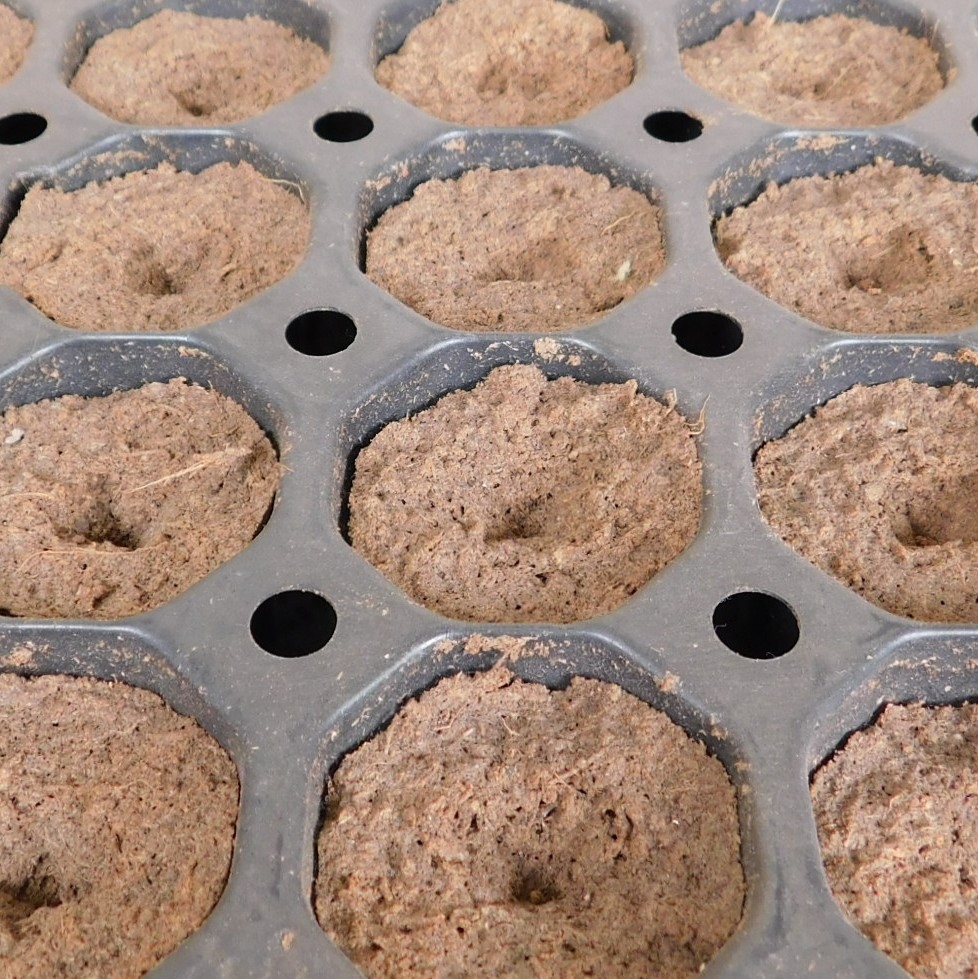 Hier Eazy Plug Anzuchttrays kaufen I Pflanzenoase.de - Dein Shop für