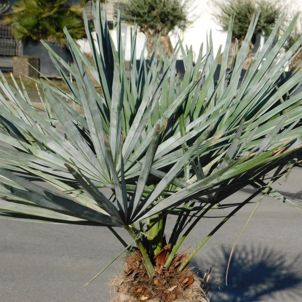 Blaue Zwergpalme 140cm online kaufen I Pflanzenoase.de - Dein Shop fü