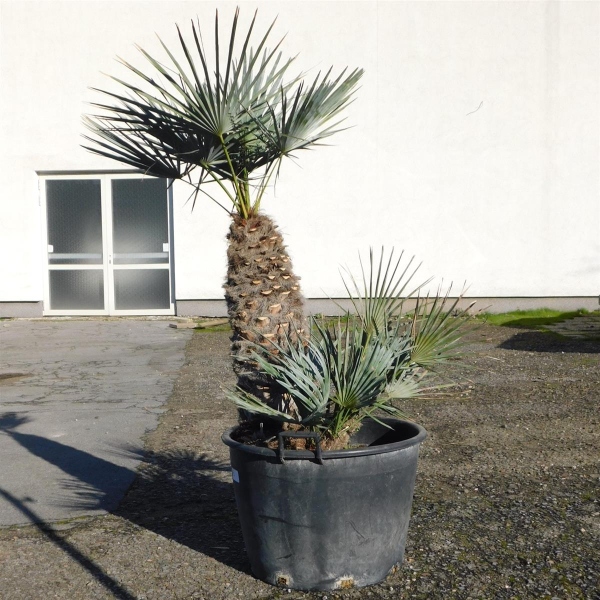 Blaue Zwergpalme 140cm online kaufen I Pflanzenoase.de - Dein Shop fü