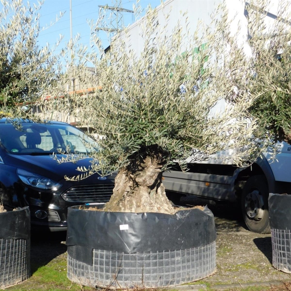 Oliven im Netz - Dein Shop für Rollrasen, Heckenpflanzen und die medi