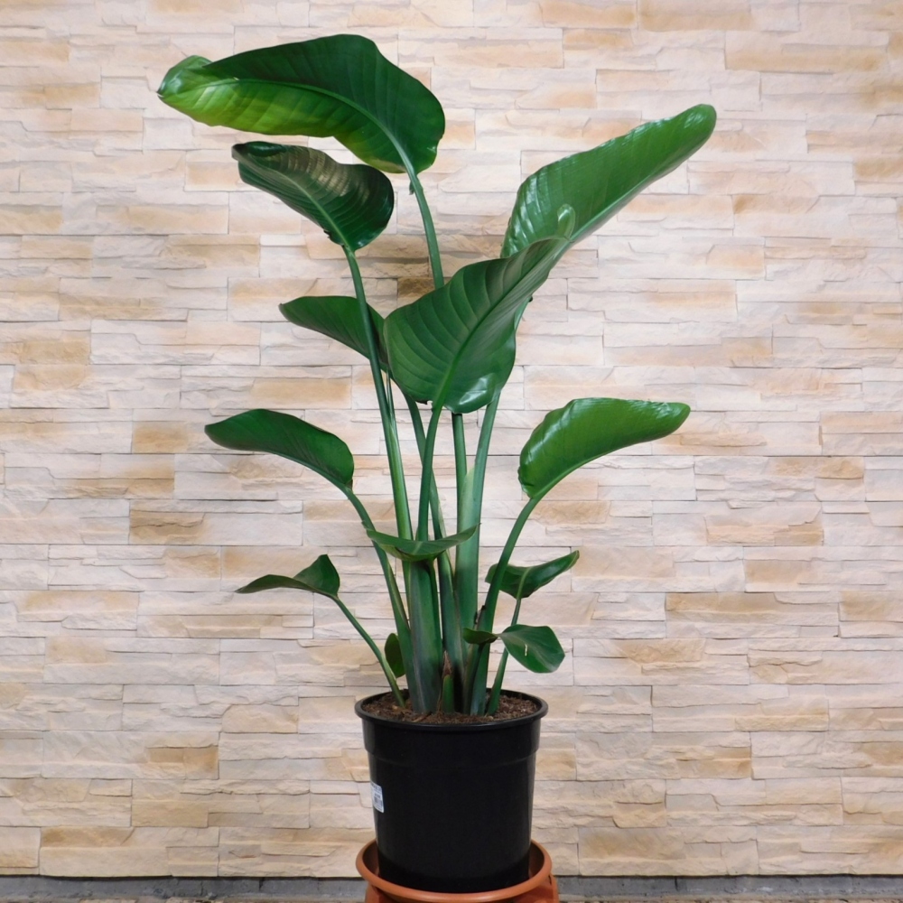 Strelitzia nicolai online kaufen Pflanzenoase Oberhausen - Dein Shop