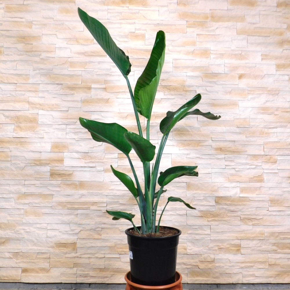 Strelitzia nicolai online kaufen Pflanzenoase Oberhausen - Dein Shop