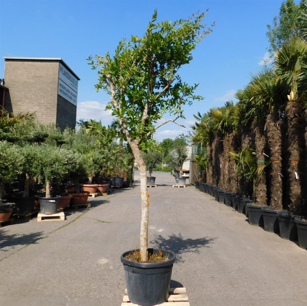 Punica Granatum 220cm online kaufen I Pflanzenoase - Dein Shop für Ro