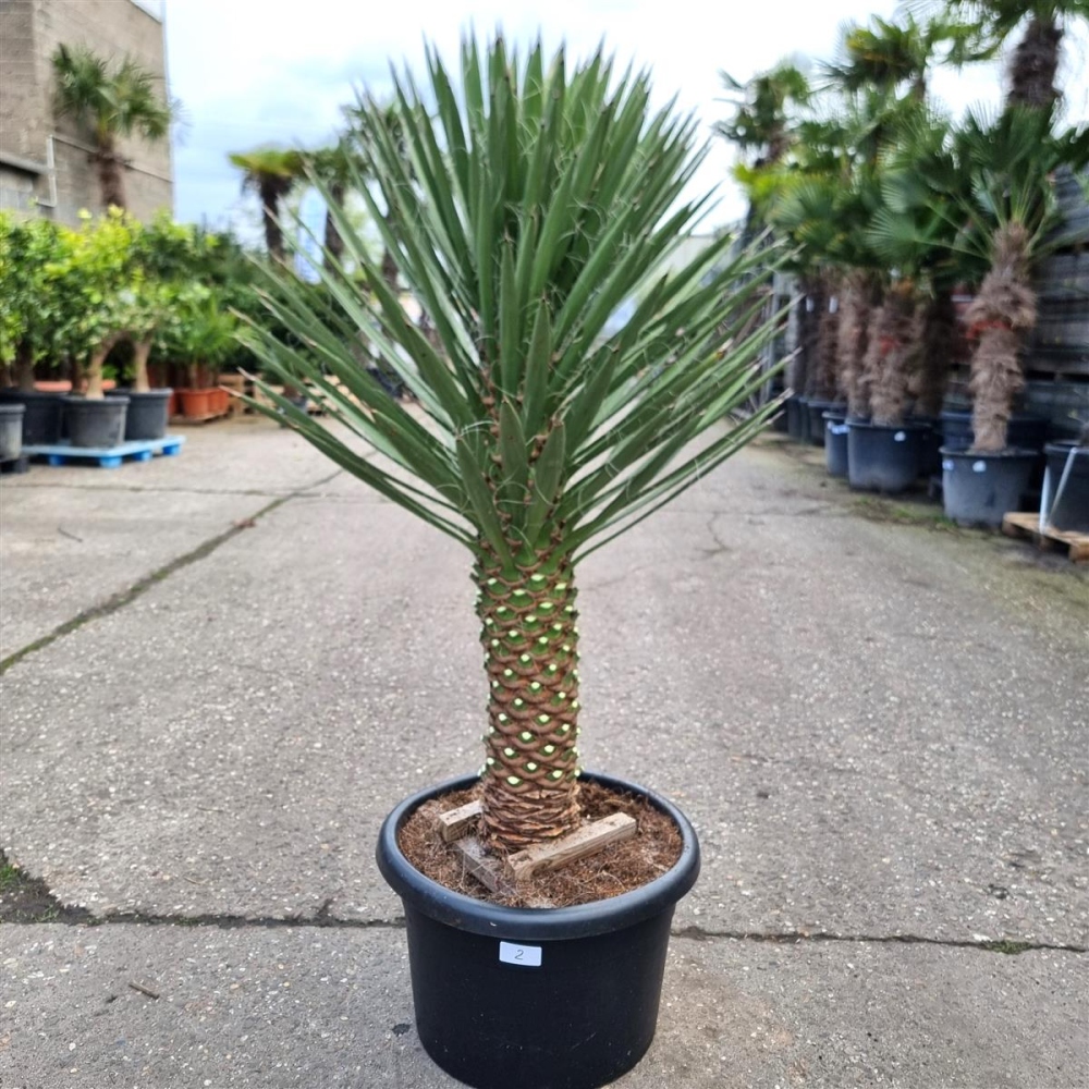 Yucca Filifera online kaufen I Pflanzenoase Oberhausen - Dein Shop fü