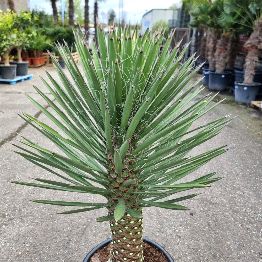 Yucca Filifera online kaufen I Pflanzenoase Oberhausen - Dein Shop fü