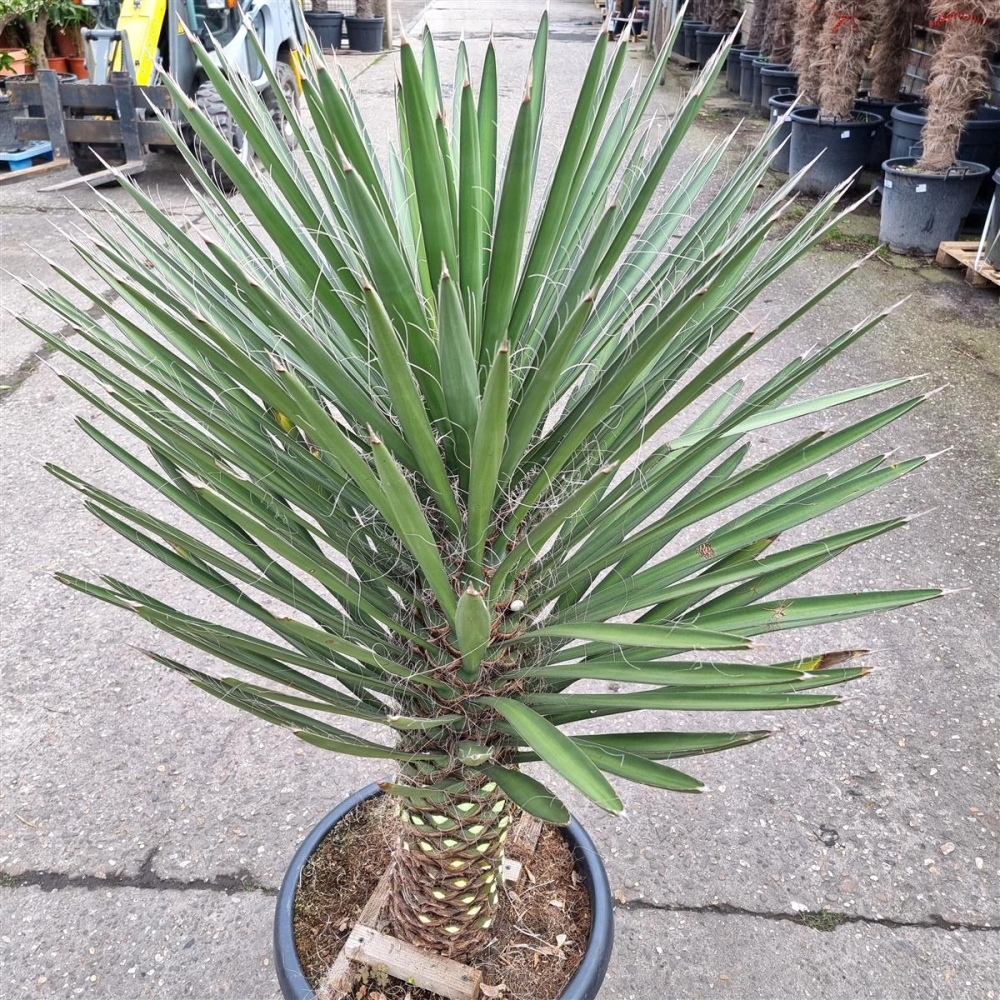 Yucca Filifera online kaufen I Pflanzenoase Oberhausen - Dein Shop fü