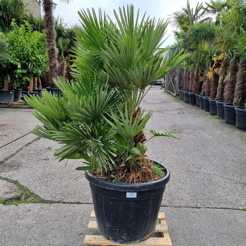 Chamaerops Humilis Vulcano kaufen bei Pflanzenoase.de