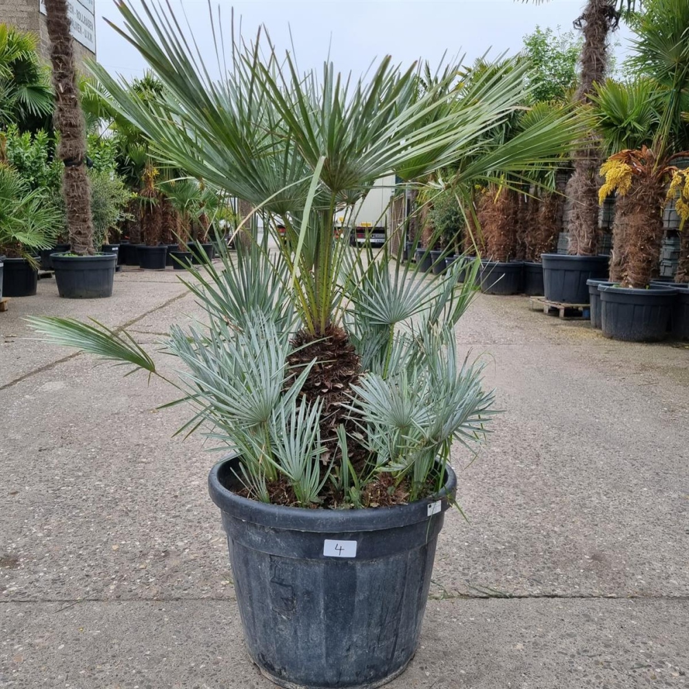 Blaue Zwergpalme 140cm online kaufen I Pflanzenoase.de - Dein Shop fü