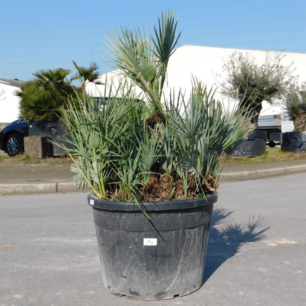 Blaue Zwergpalme 140cm online kaufen I Pflanzenoase.de