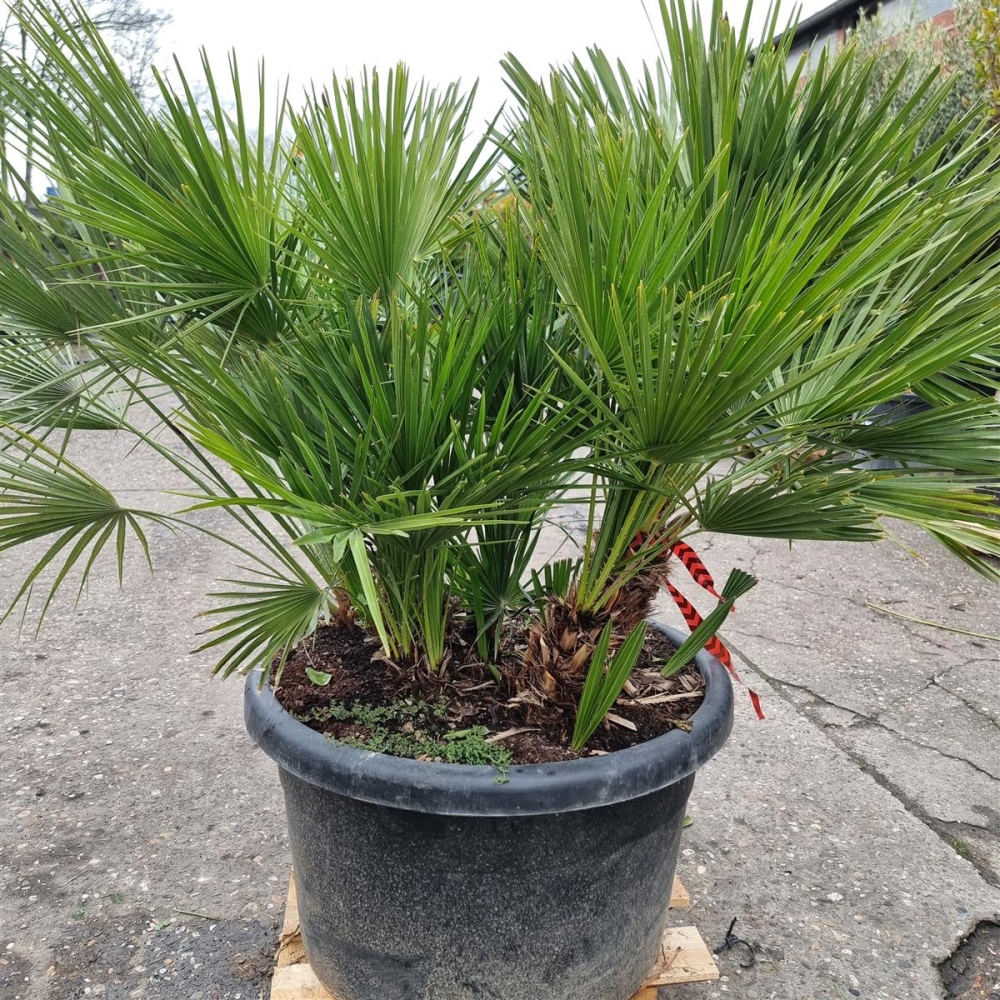 Chamaerops Humilis 110cm hoch von Pflanzenoase