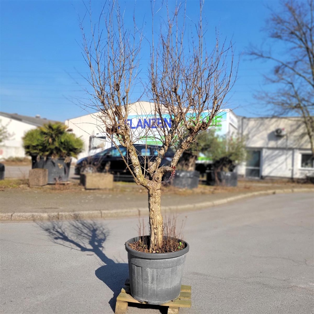 Punica Granatum 180cm online kaufen I Pflanzenoase