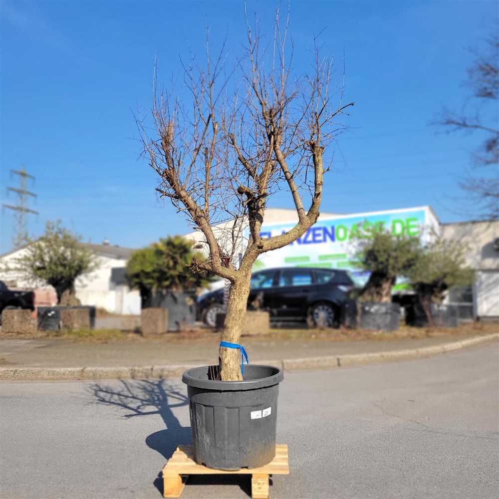 Punica Granatum 180cm online kaufen I Pflanzenoase