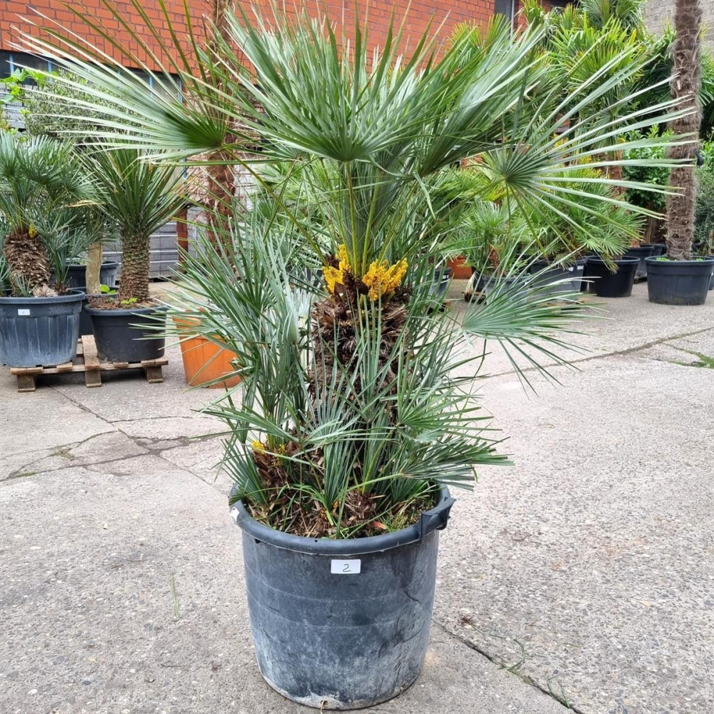 Blaue Zwergpalme online kaufen I Pflanzenoase.de