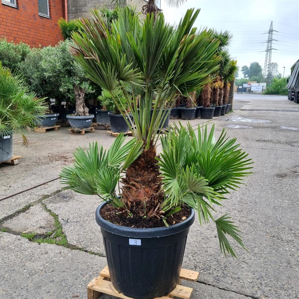 Chamaerops Humilis Vulcano kaufen bei Pflanzenoase.de - Dein Shop für