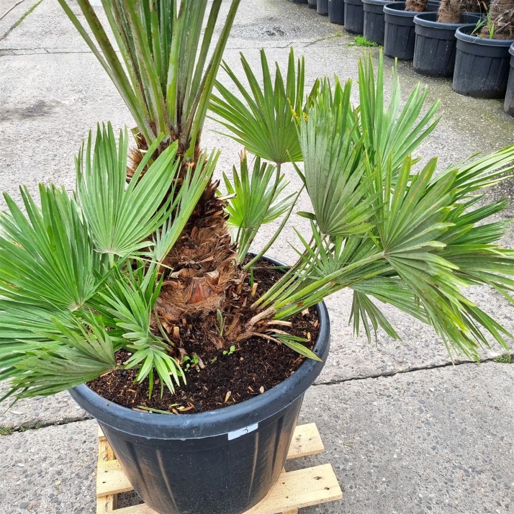 Chamaerops Humilis Vulcano kaufen bei Pflanzenoase.de - Dein Shop für