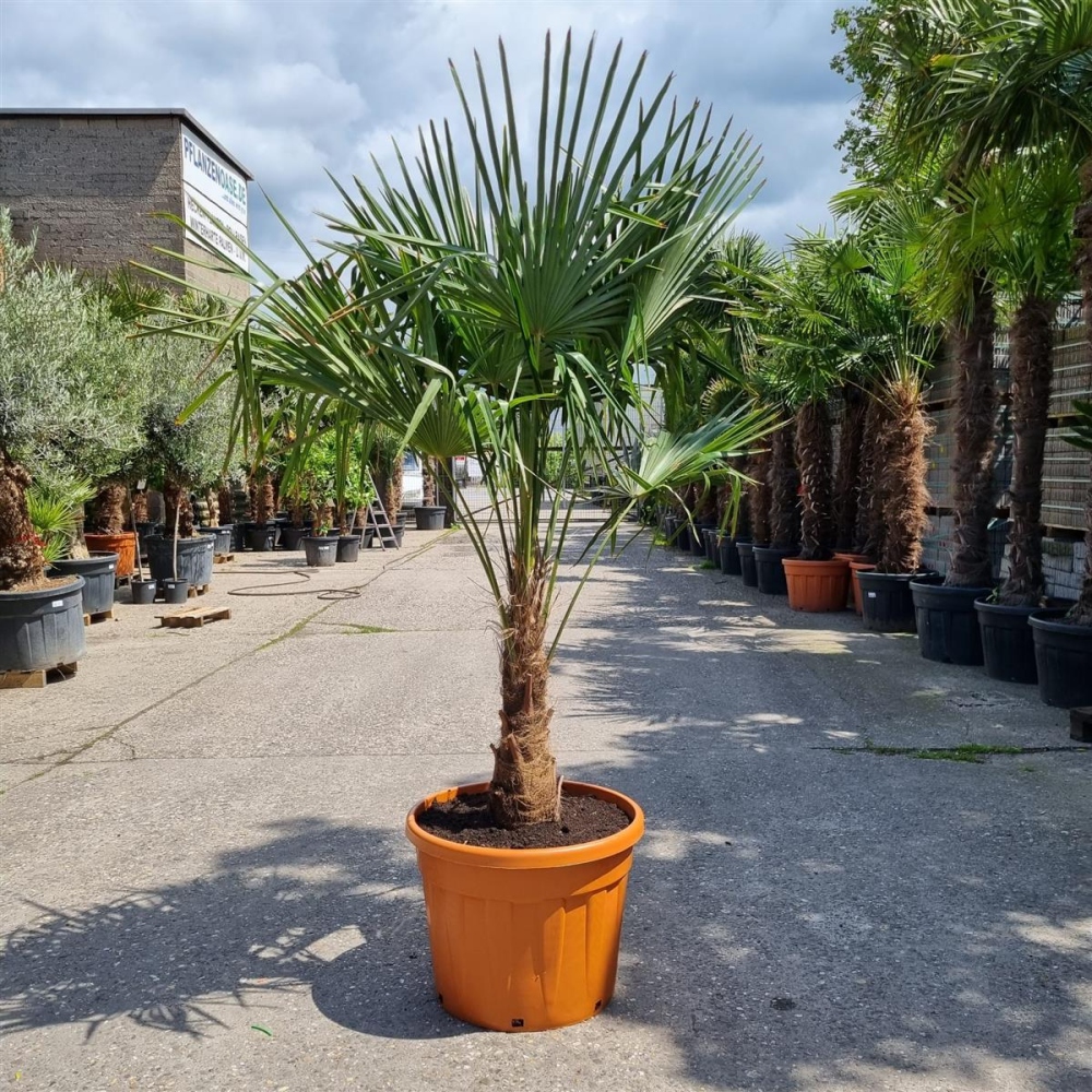Hanfpalme Kaufen 200 Cm