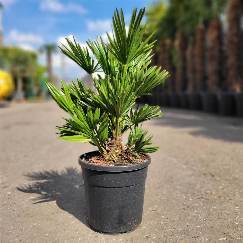 Chamaerops Humilis Vulcano kaufen bei Pflanzenoase.de - Dein Shop für
