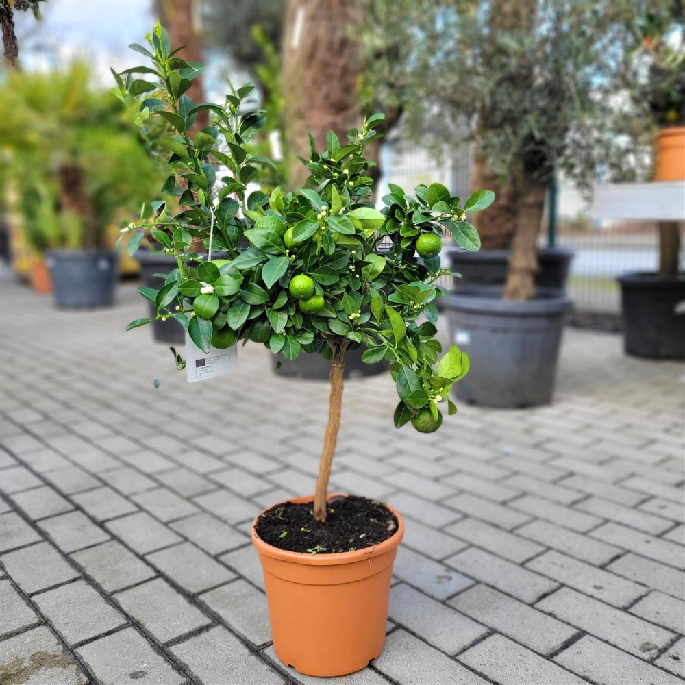 Citrus Limetta Pursha kaufen I Pflanzenoase.de - Dein Shop für Rollra