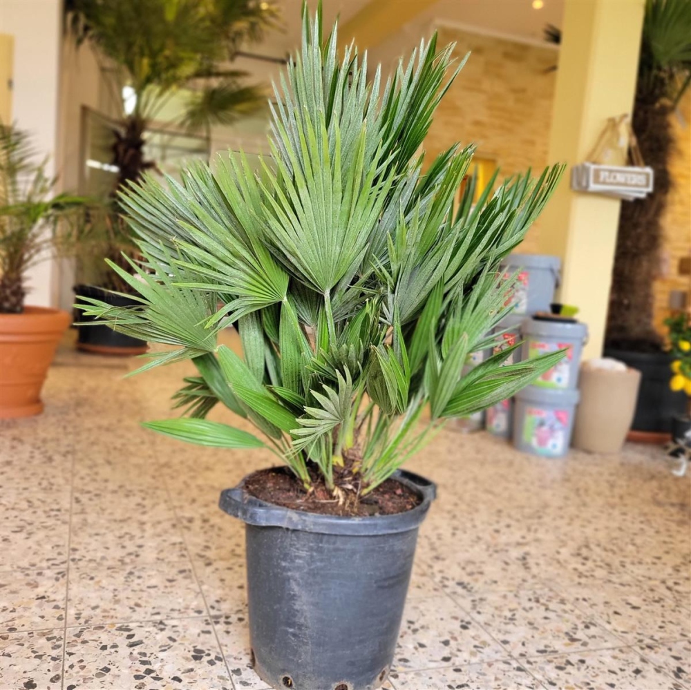 Chamaerops Humilis Vulcano kaufen bei Pflanzenoase.de