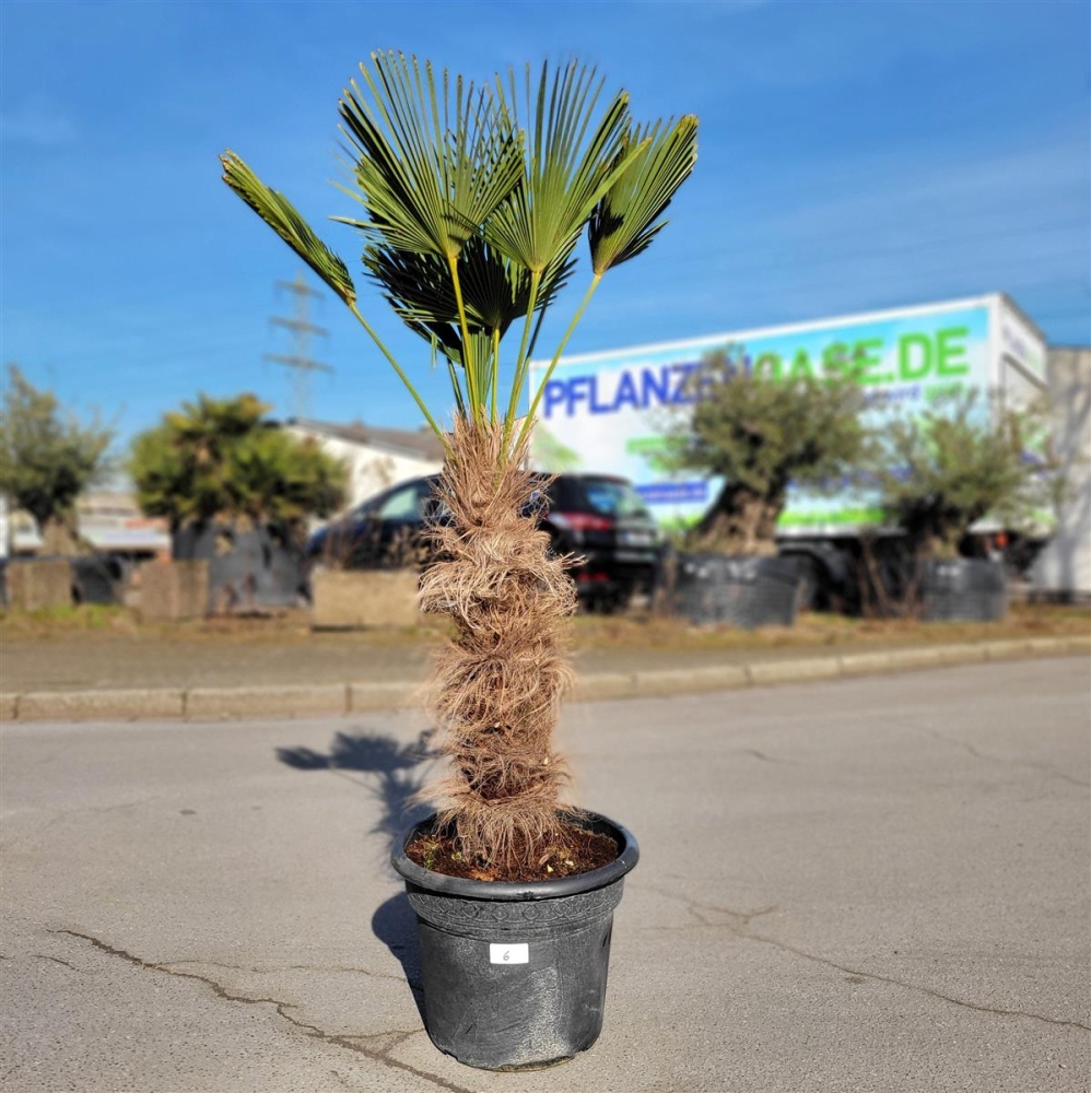 Blten Der Hanfpalme