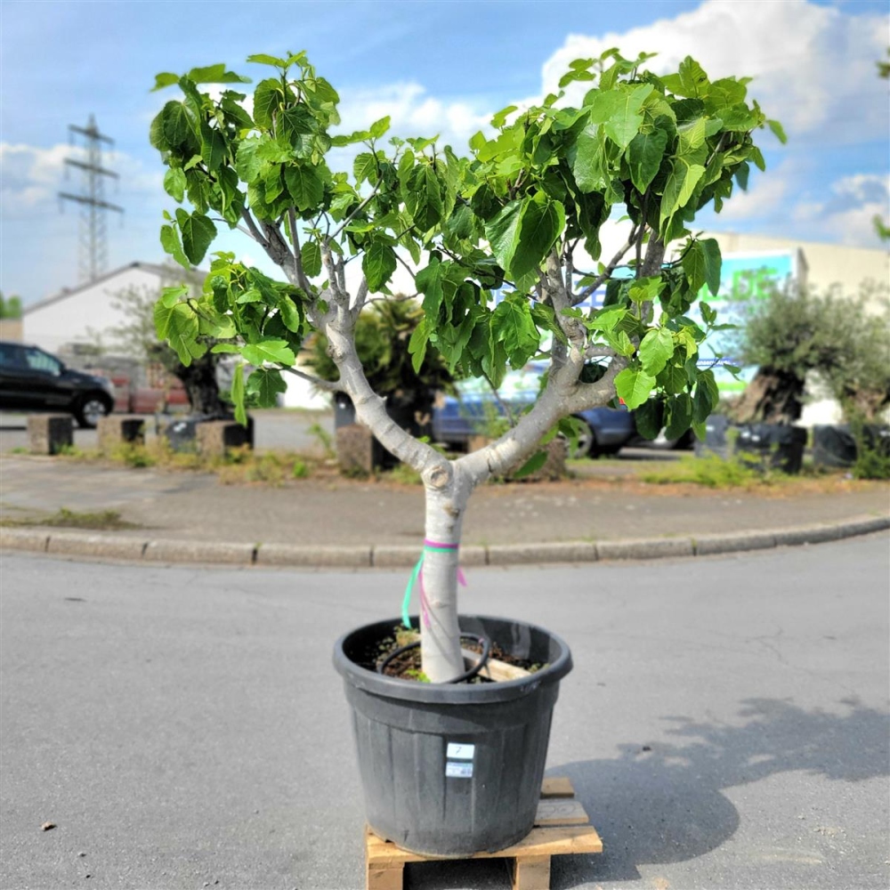 Feigenbaum kaufen in Oberhausen I Pflanzenoase.de - Dein Shop für Rol