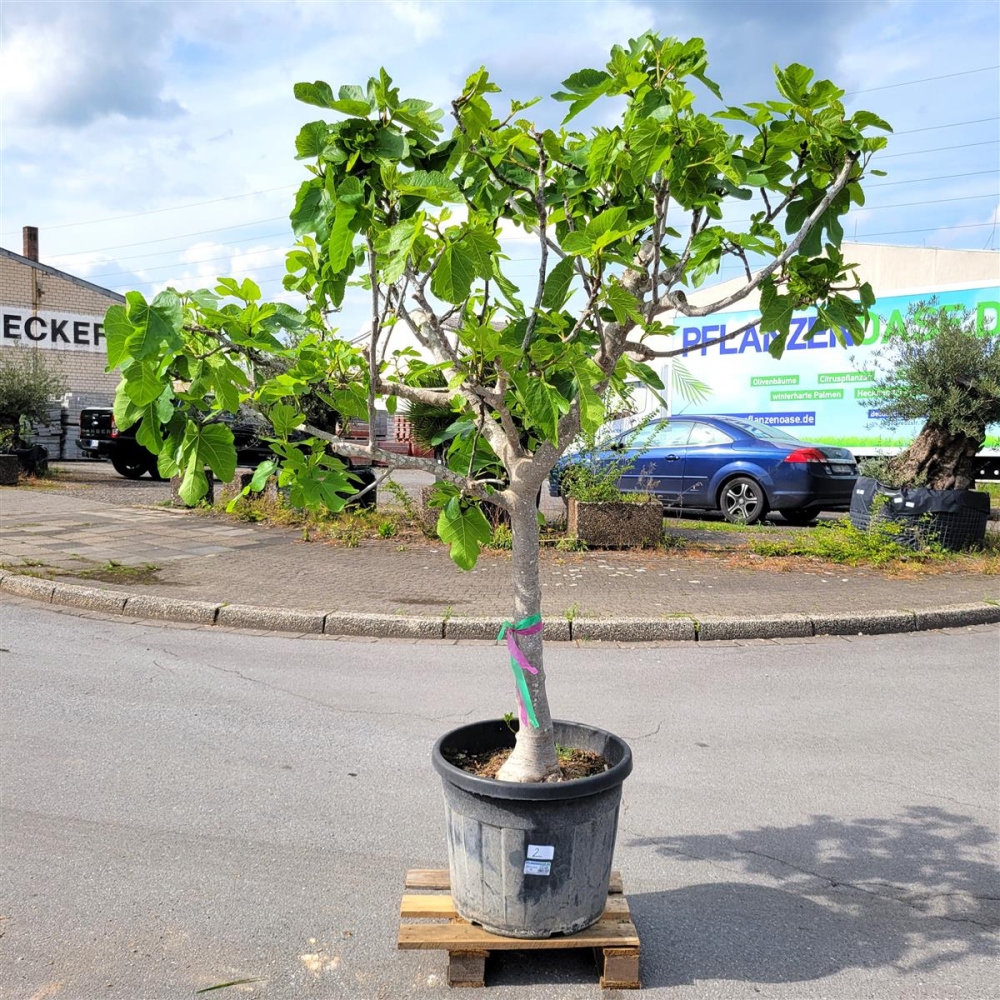 Feigenbaum Kaufen 2m