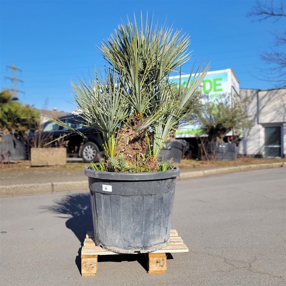 Blaue Zwergpalme online kaufen I Pflanzenoase.de - Dein Shop für Roll