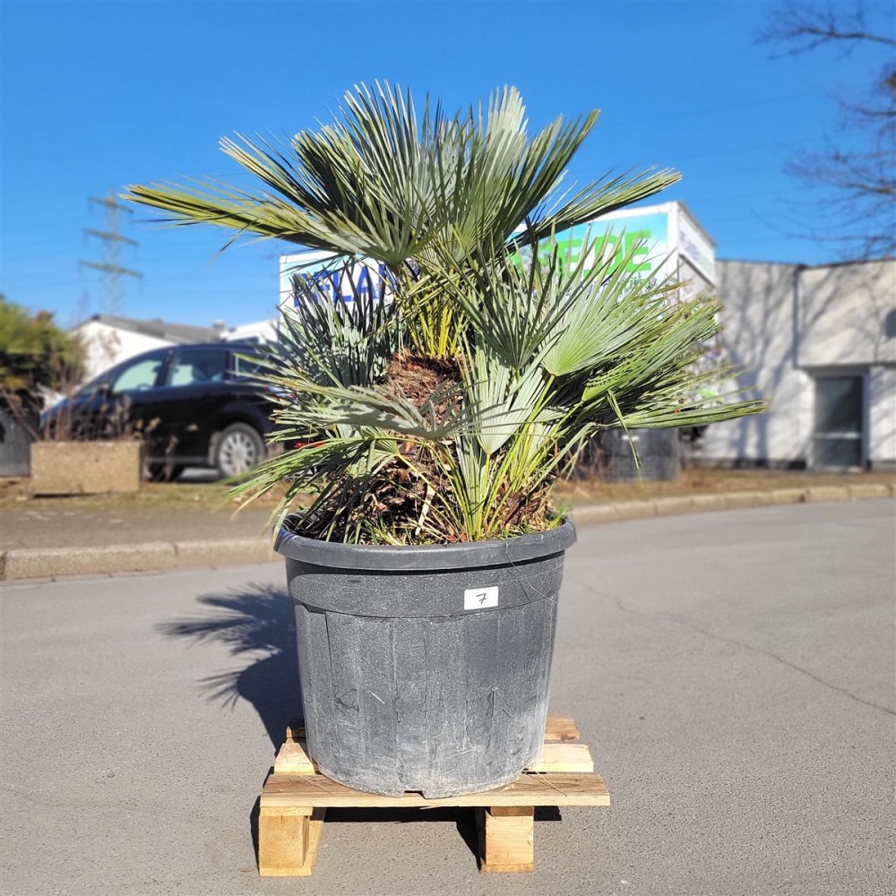 Blaue Zwergpalme online kaufen I Pflanzenoase.de - Dein Shop für Roll