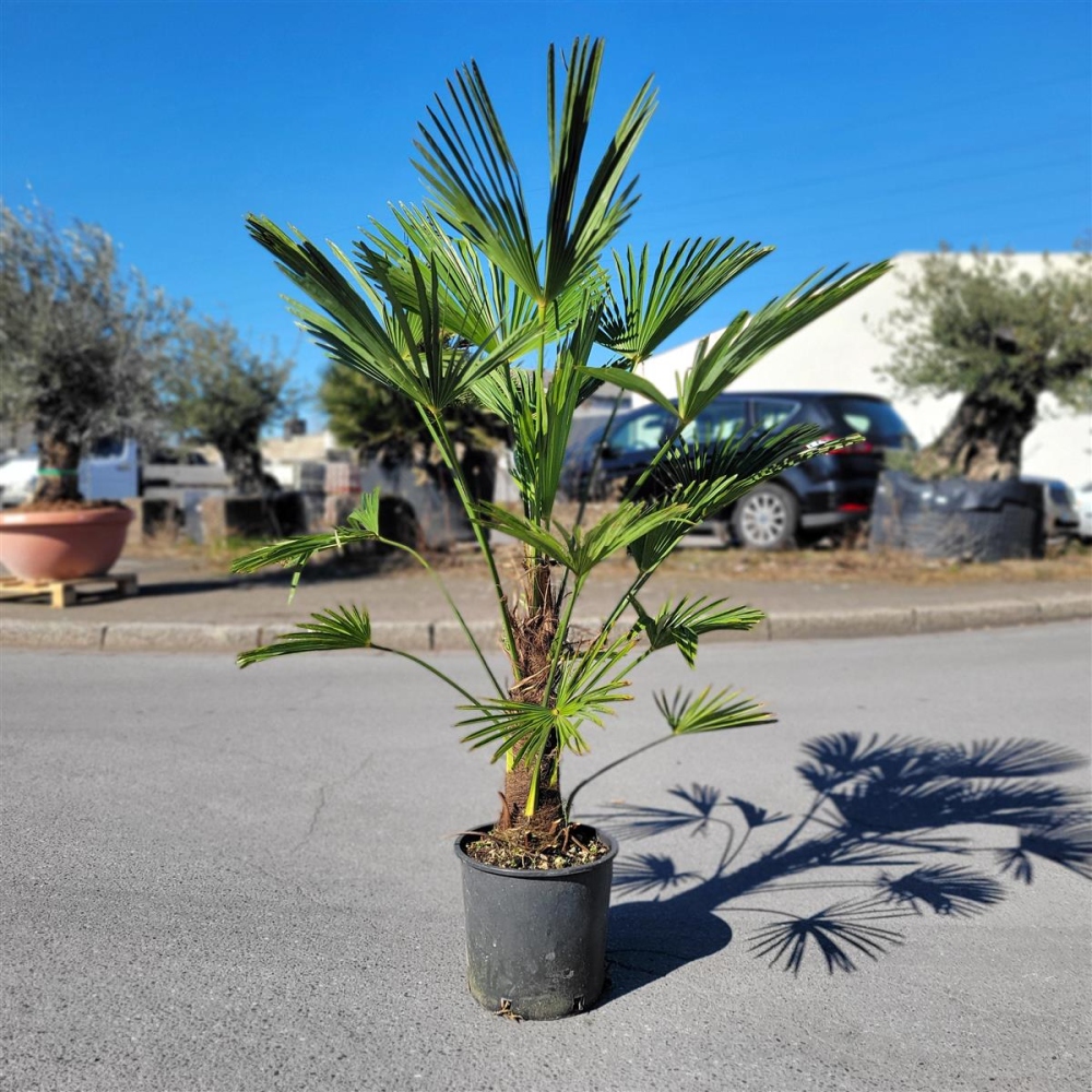 Trachycarpus Wagnerianus 20-25cm Stamm | Pflanzenoase - Dein Shop für