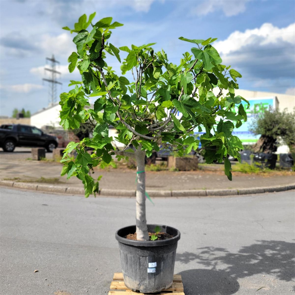 Feigenbaum kaufen in Oberhausen I Pflanzenoase.de - Dein Shop für Rol