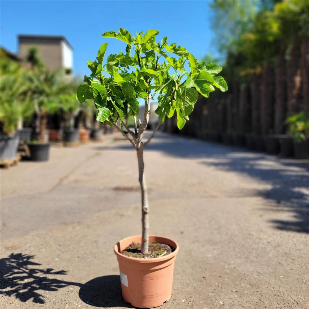 Feigenbaum kaufen in Oberhausen I Pflanzenoase.de - Dein Shop für Rol