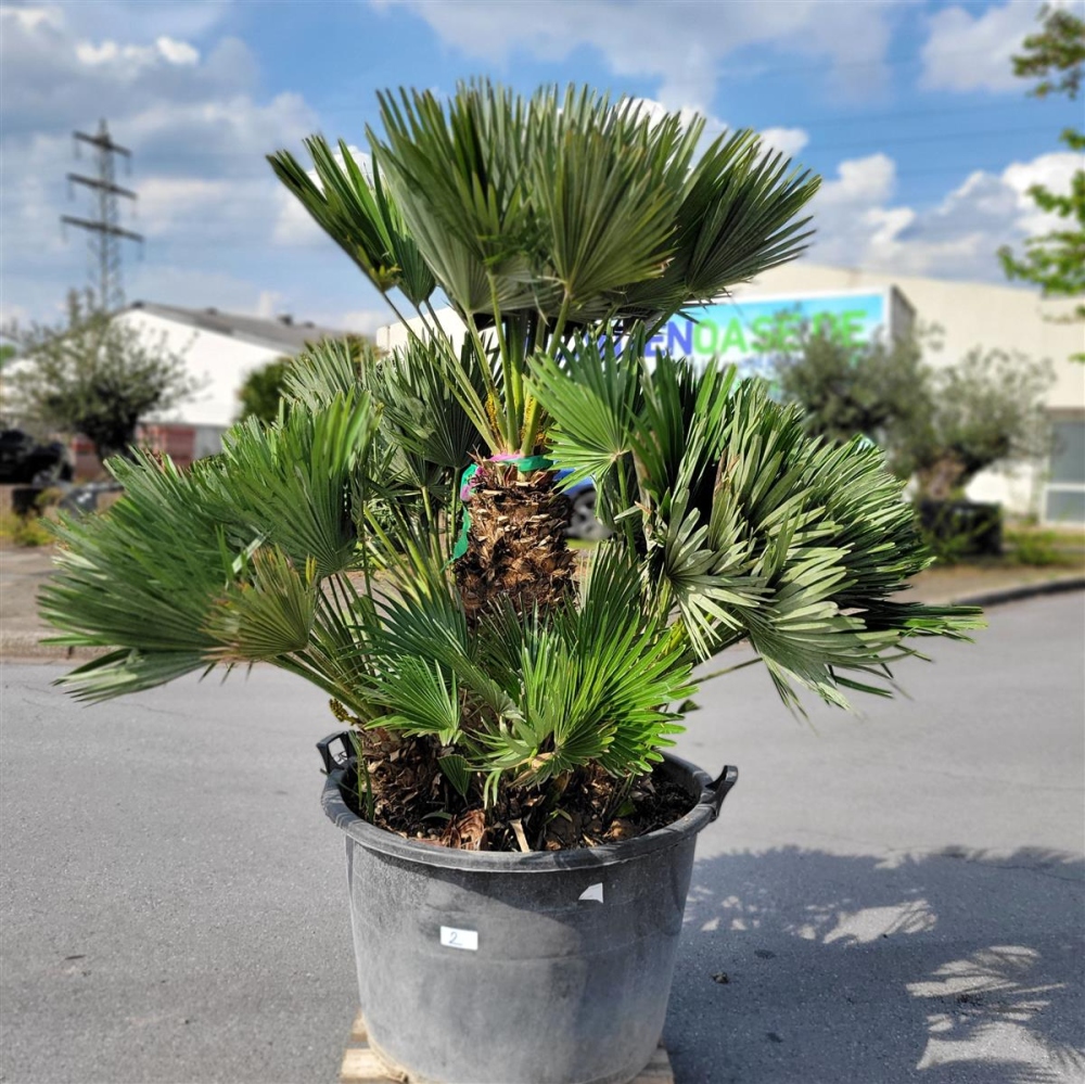 Chamaerops Humilis Vulcano kaufen bei Pflanzenoase.de - Dein Shop für