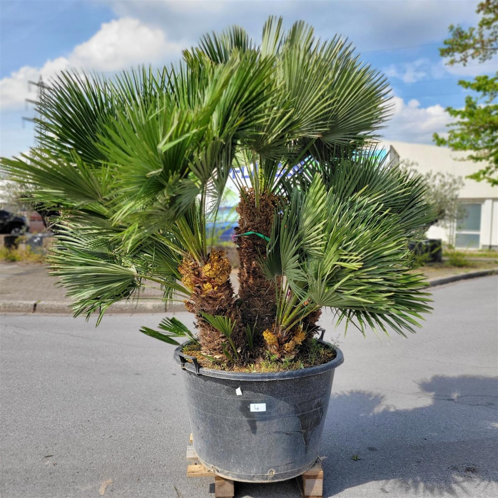 Chamaerops Humilis Vulcano kaufen bei Pflanzenoase.de - Dein Shop für